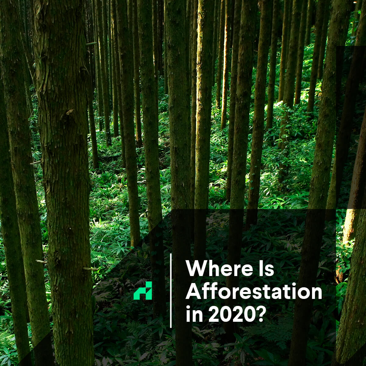 Where Is Afforestation in 2020? - ReHack