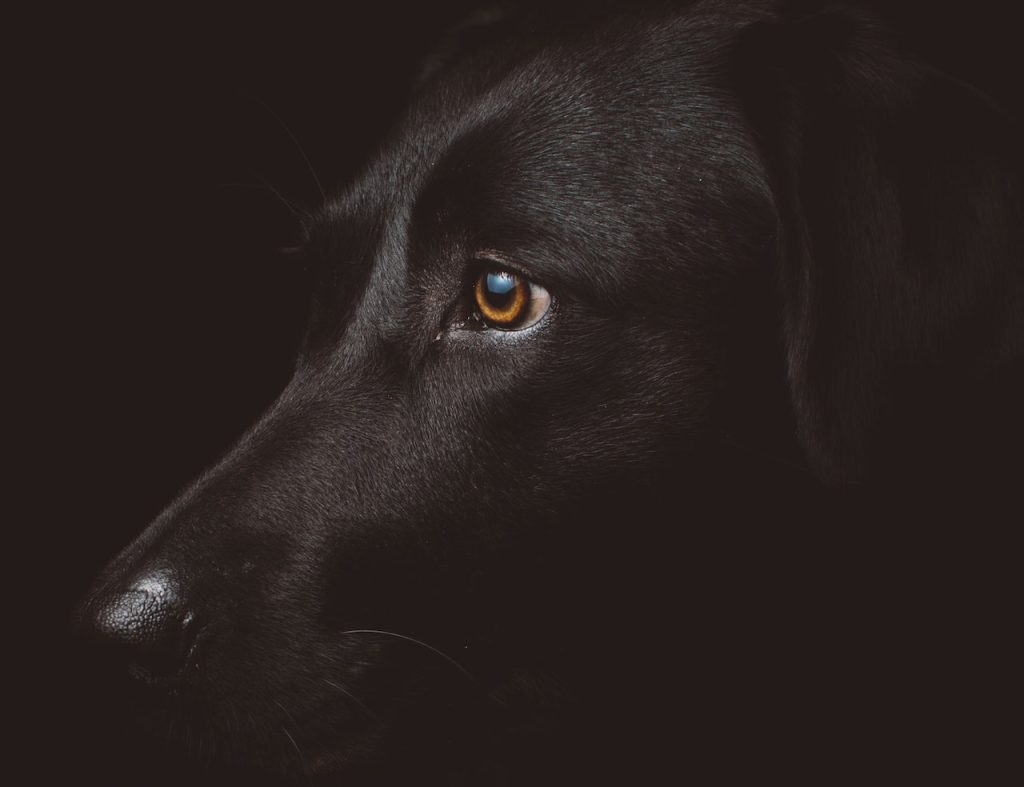 9 Best Apps for Dog Lovers - Rehack