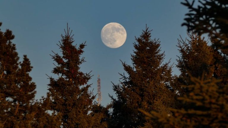 What Are Fake Cell Tower Trees? - Rehack